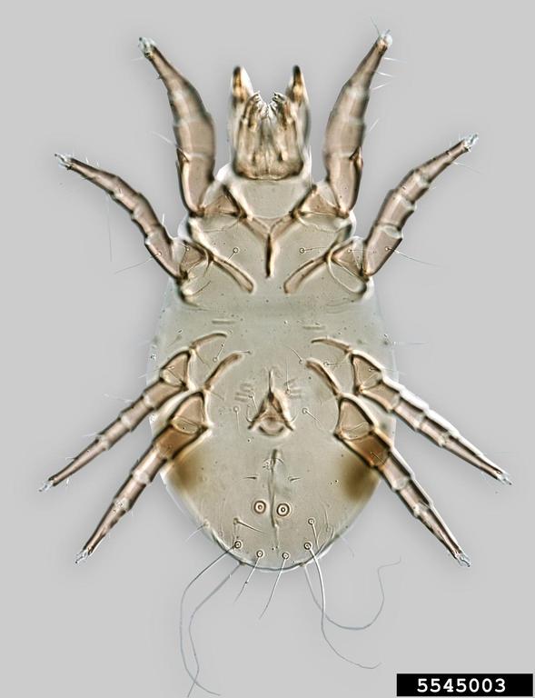 grain mite (Acarus siro)