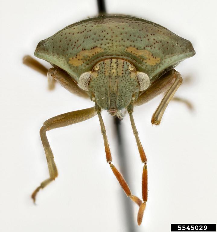 shield bug (Banasa packardi Stål)