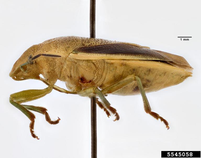 shield bug (Chlorochroa senilis (Say))