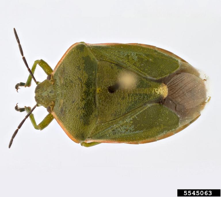 shield bug (Chlorochroa persimilis Horvath)