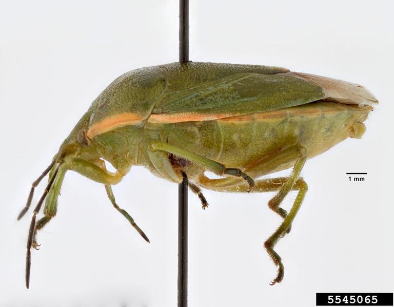 shield bug (Chlorochroa persimilis Horvath)