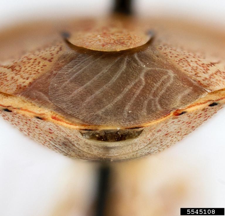 shield bug (Dendrocoris humeralis (Uhler))