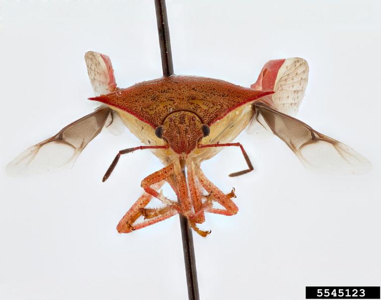 shield bug (Euschistus ictericus (Linnaeus))