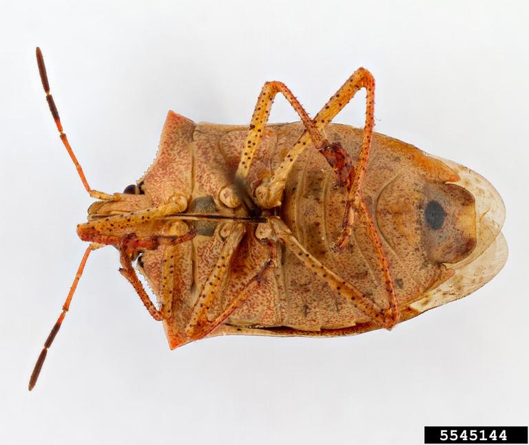 onespotted stink bug (Euschistus variolarius)