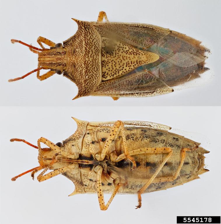 shield bug (Oebalus mexicanus Sailer)