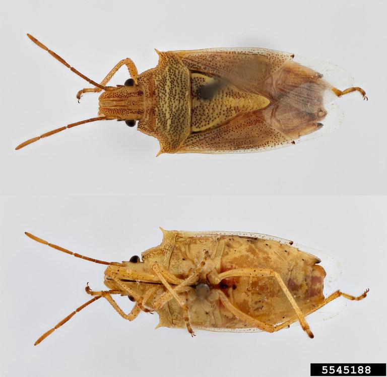 shield bug (Oebalus mexicanus)
