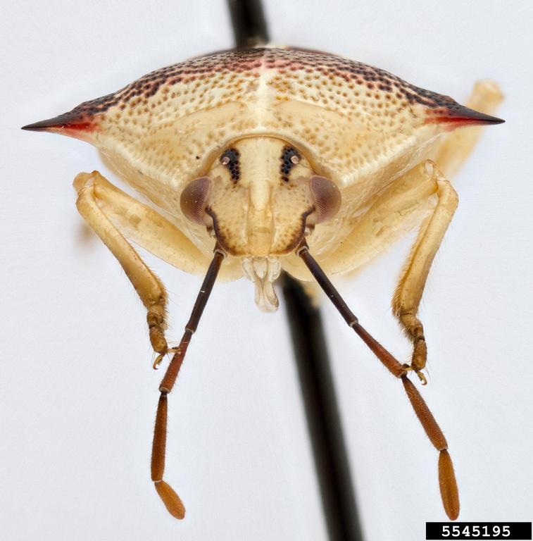 shield bug (Podisus acutissimus)