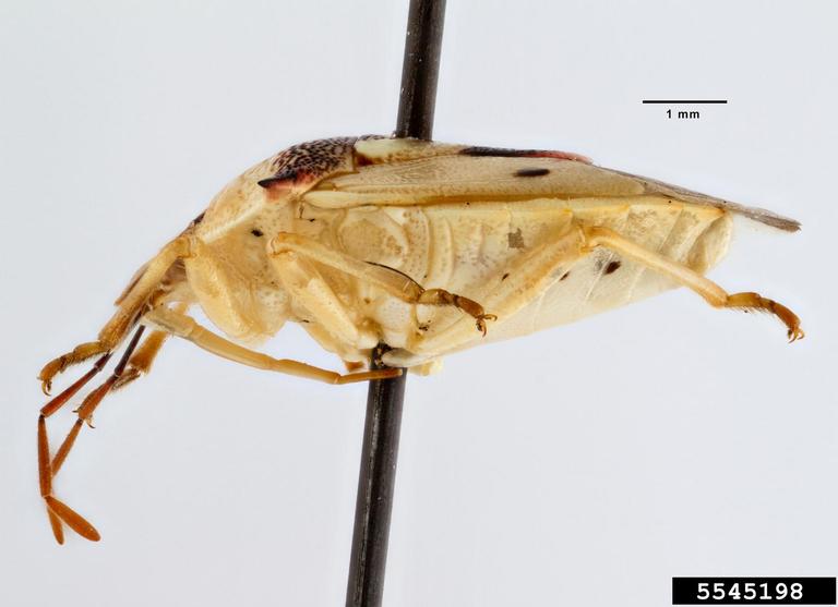 shield bug (Podisus acutissimus Stål)