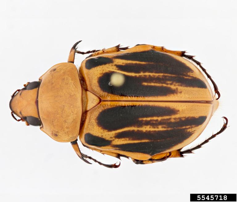 rhinoceros beetle (Ancognatha vulgaris Arrow)