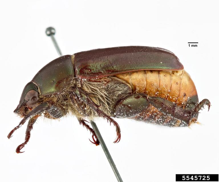 scarab beetle (Anomala antiqua (Gyllenhal, 1817))