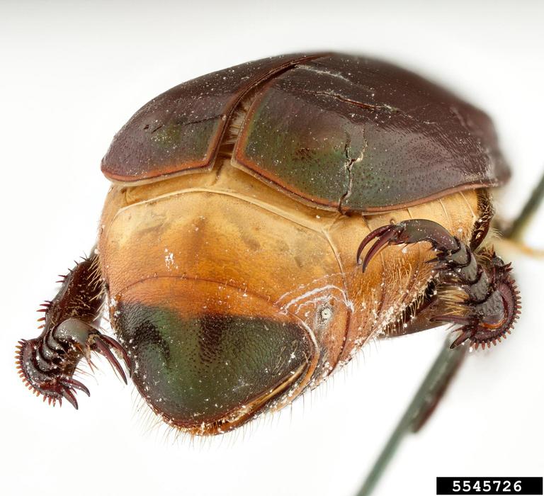 scarab beetle (Anomala antiqua (Gyllenhal, 1817))