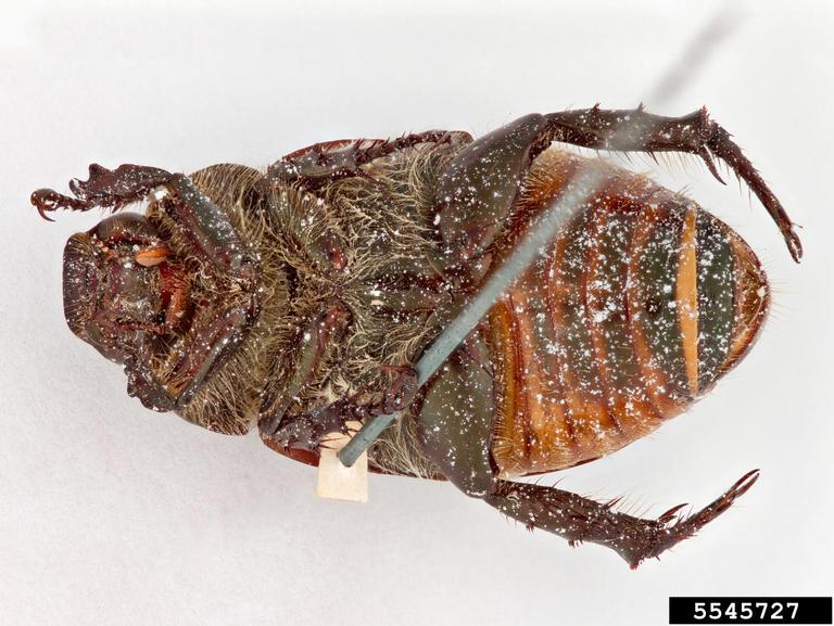 scarab beetle (Anomala antiqua (Gyllenhal, 1817))
