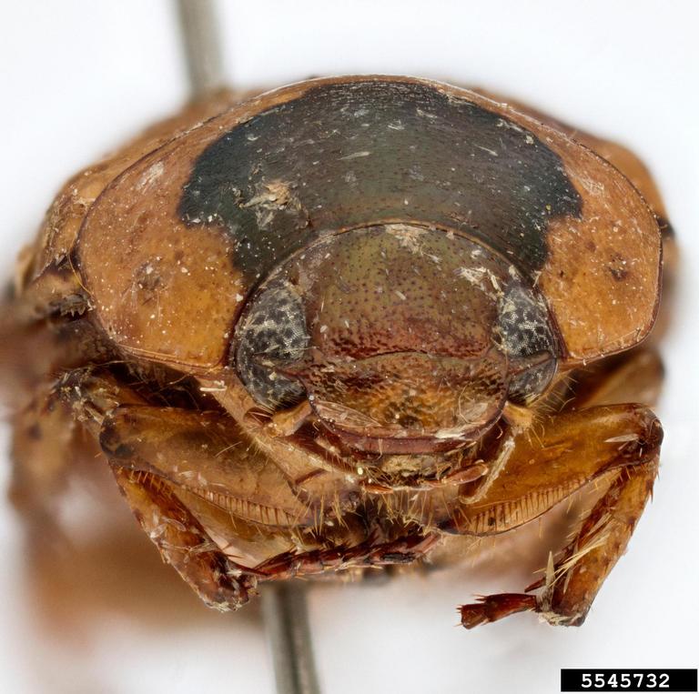 scarab beetle (Anomala discoidalis Bates, 1888)