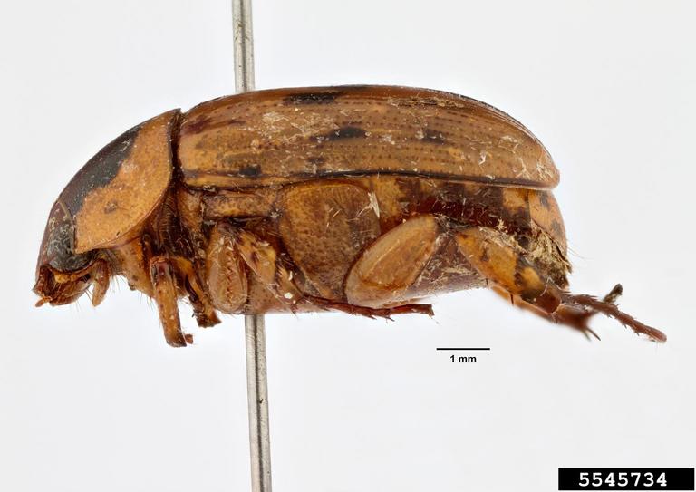 scarab beetle (Anomala discoidalis)