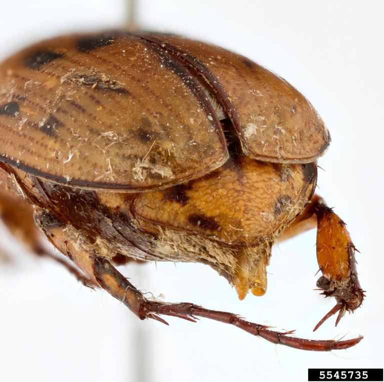 scarab beetle (Anomala discoidalis Bates, 1888)