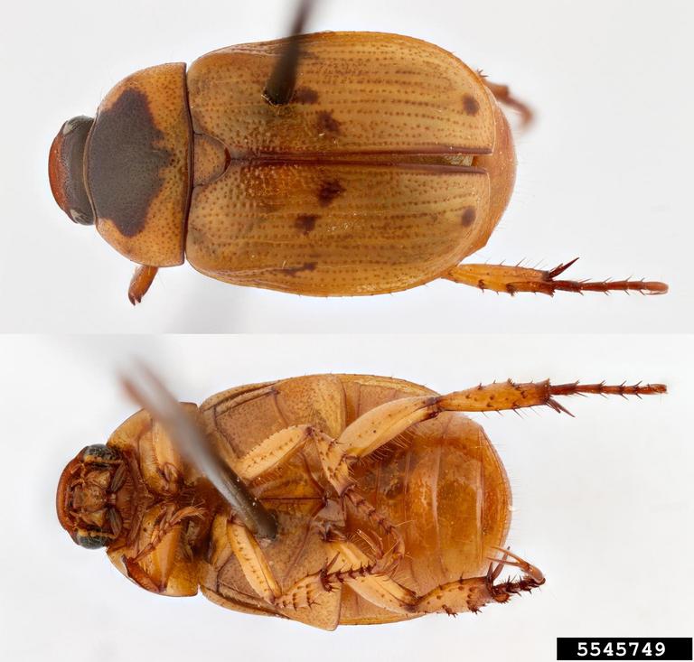 Shining leaf chafer (Anomala innuba)