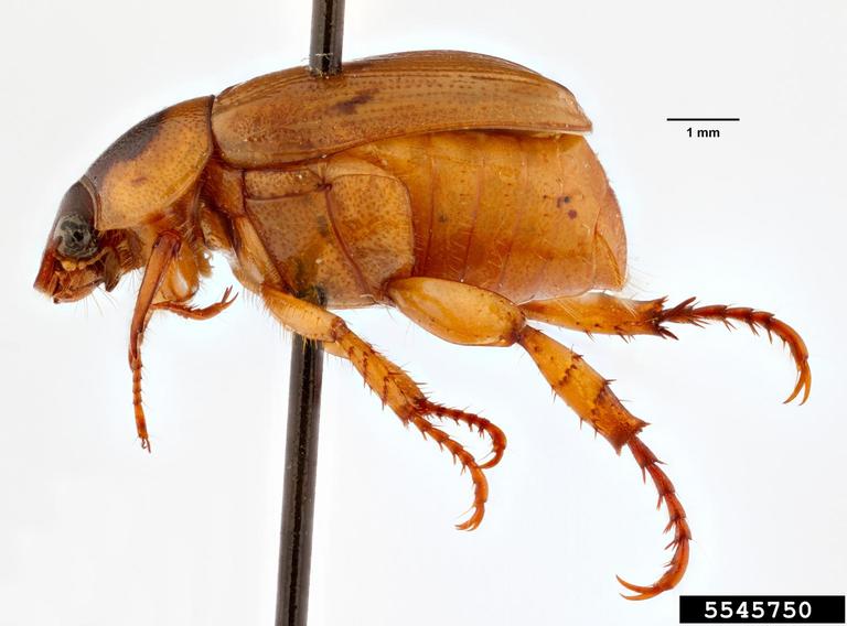 Shining leaf chafer (Anomala innuba)