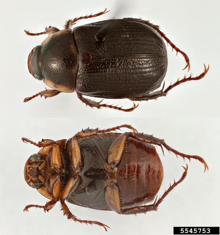Shining leaf chafer (Anomala innuba)