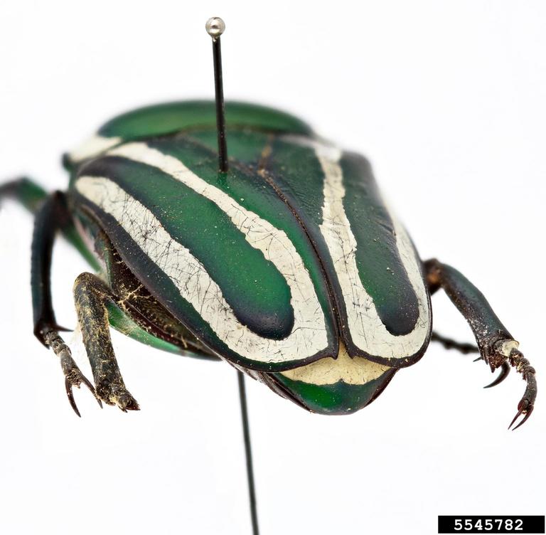 Derby's flower beetle (Dicronorrhina derbyana Westwood)
