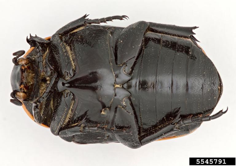 Pachnoda Marginata