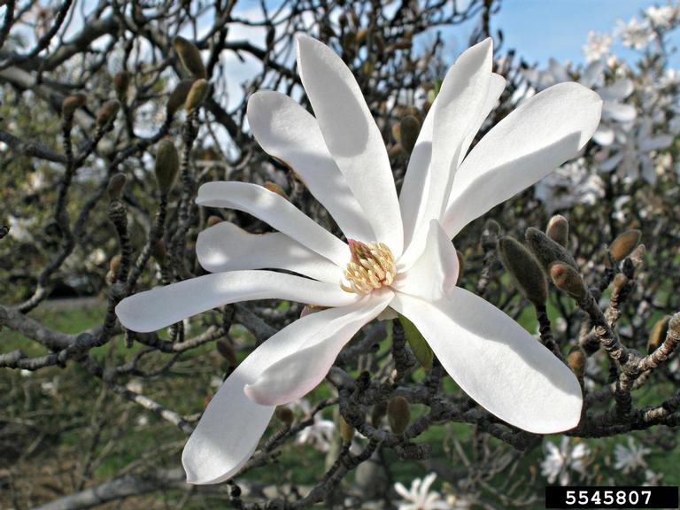 royal star magnolia (Magnolia stellata)