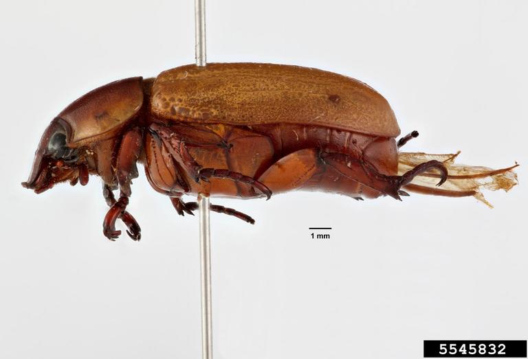 Masked chafer (Cyclocephala fulvipennis)