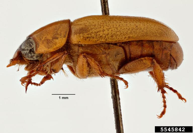 Masked chafer (Cyclocephala minuta Burmeister)