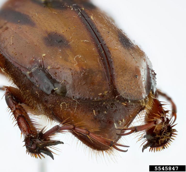Masked chafer (Cyclocephala prolongata Arrow)