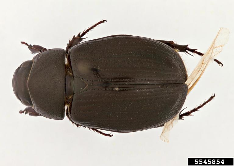 scarab beetle (Dyscinetus dubius (Olivier))