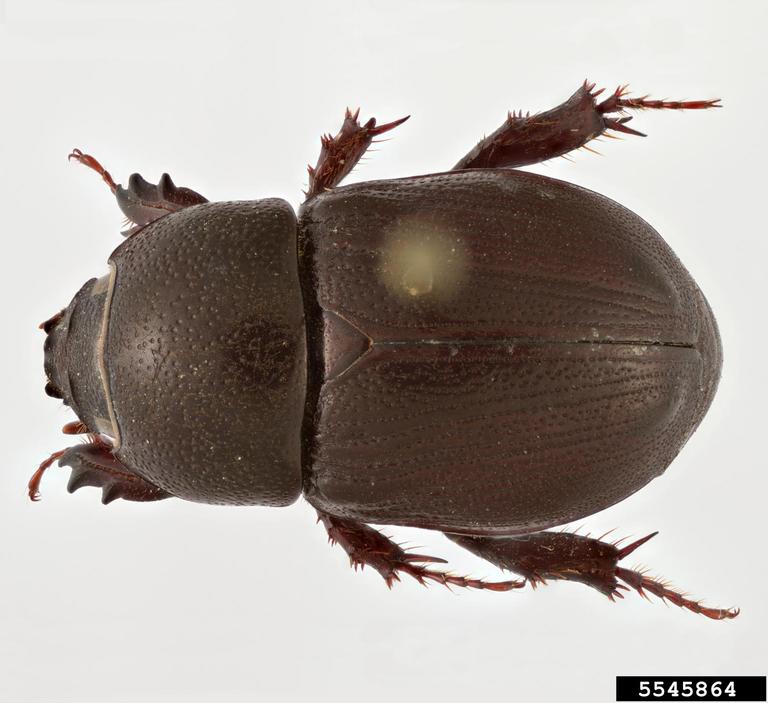 sugarcane beetle (Euetheola rugiceps (LeConte, 1856))