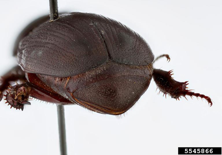 sugarcane beetle (Euetheola rugiceps (LeConte, 1856))