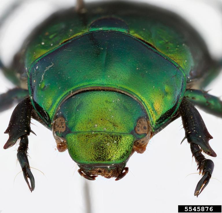 flower chafer (Mimela splendens (Gyllenhal, 1817))