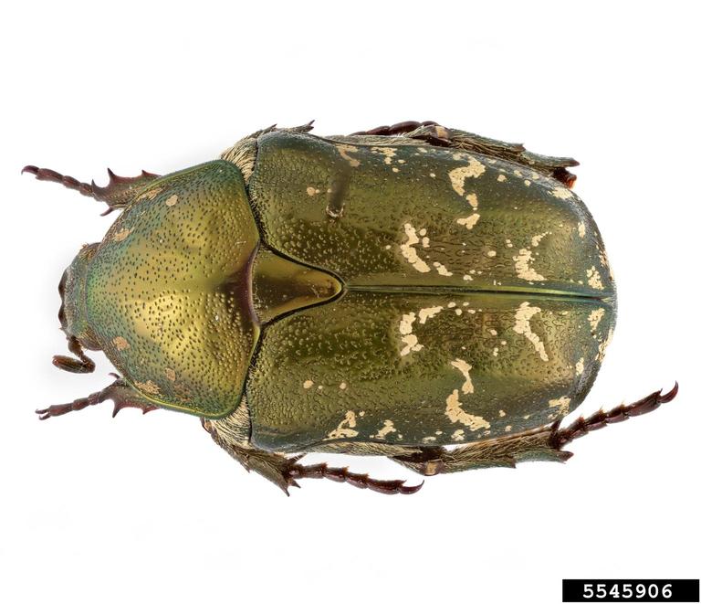 scarab beetle (Protaetia metallica (Herbst))
