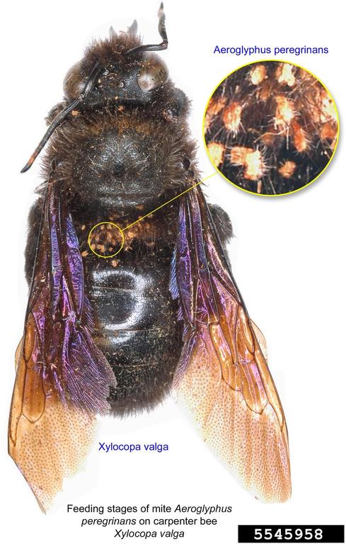 bee mite (Aeroglyphus peregrinans (Berlese, 1892))