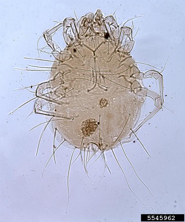 bee mite (Aeroglyphus peregrinans)