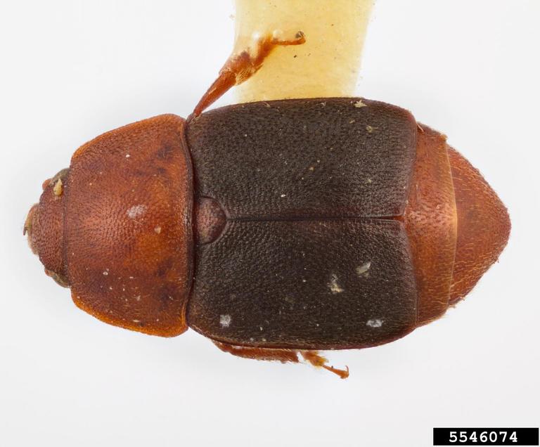 yucca beetle (Carpophilus melanopterus)