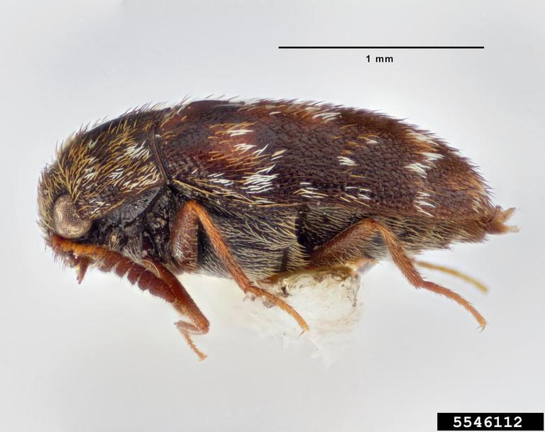 Dermestid beetle (Trogoderma sternale)