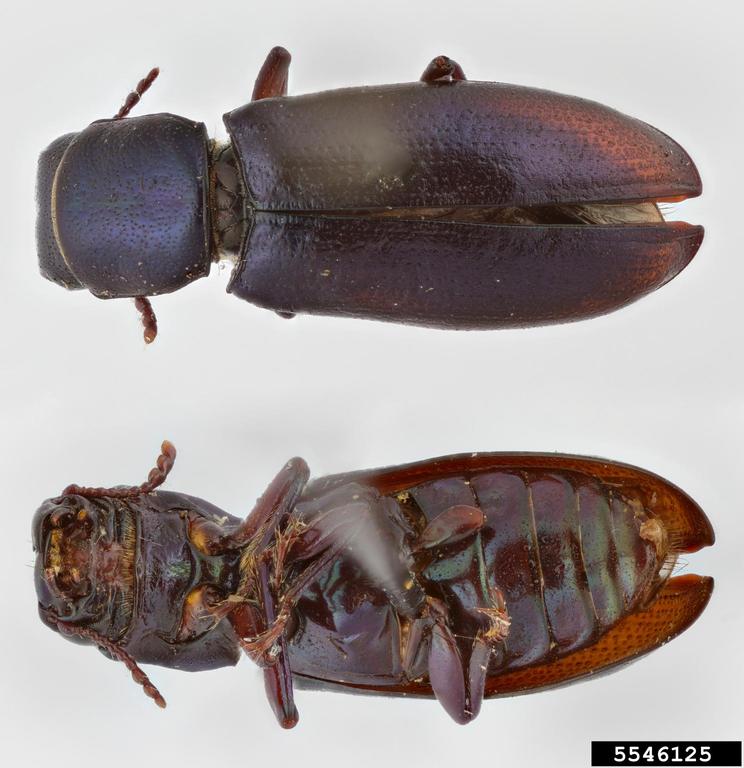 Temnoscheila chlorodia (Mannerheim 1843)