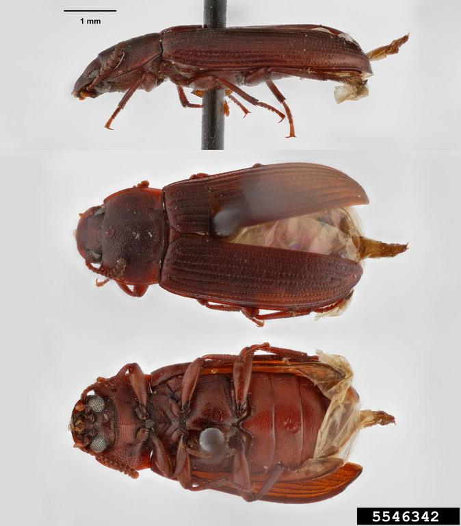 larger black flour beetle (Cynaeus angustus (LeConte, 1851))