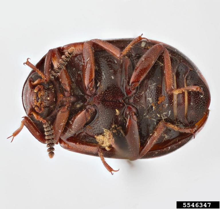 darkling beetle (Diaperis rufipes)