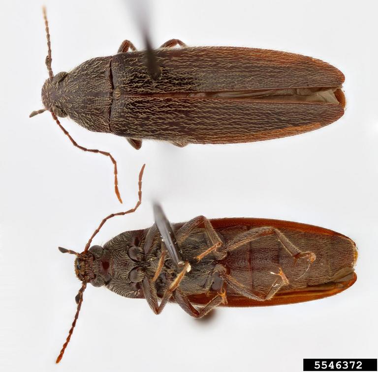 Synchroa bark beetle (Synchroa punctata)
