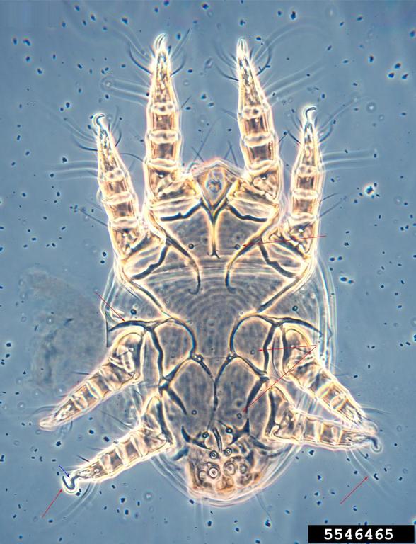 bee mite (Cerophagopsis skorikovi)