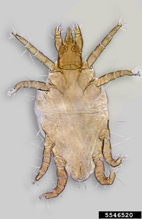 bee mite (Chelacheles temoak Bochkov and OConnor, 2004)