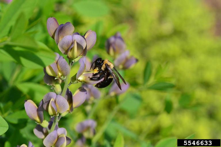 carpenter bees (Genus Xylocopa (Latreille, 1802))