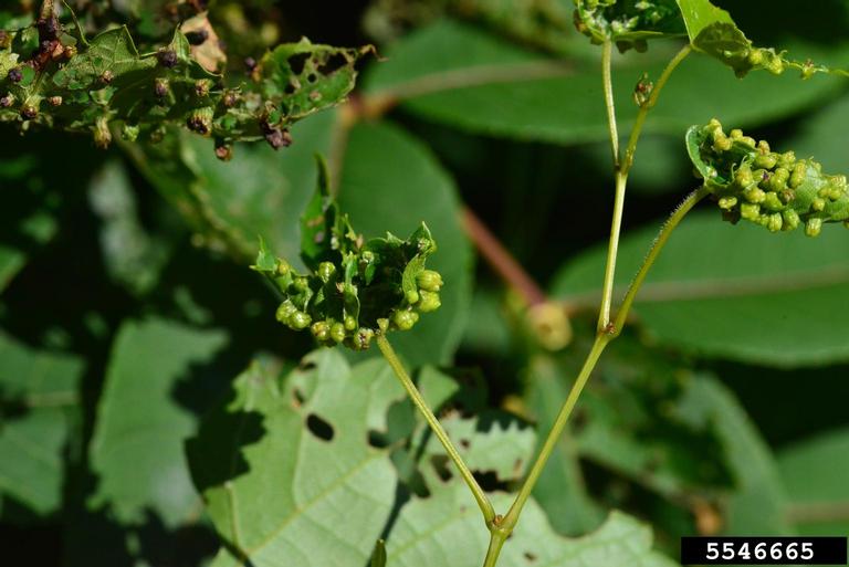 oak phylloxerids (Genus Phylloxera)