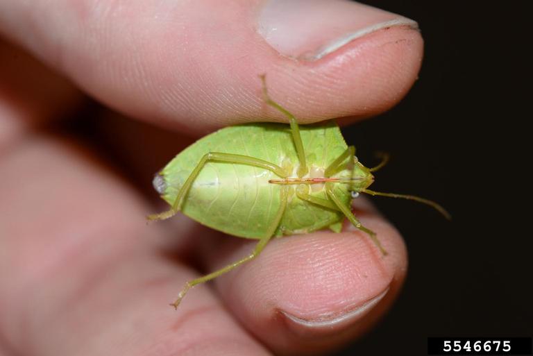 stink bug (Loxa flavicollis (Drury, 1773))