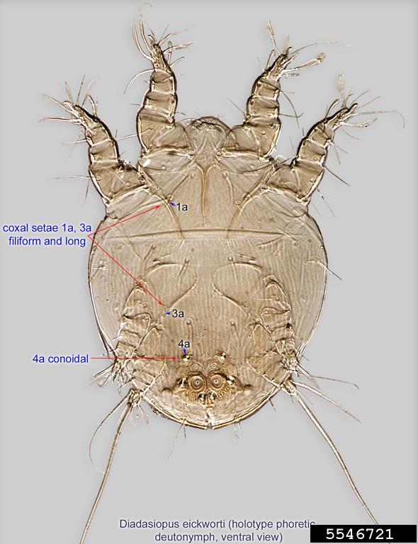 bee mite, Diadasiopus eickworti (Acari: Acaridae) - 5546721