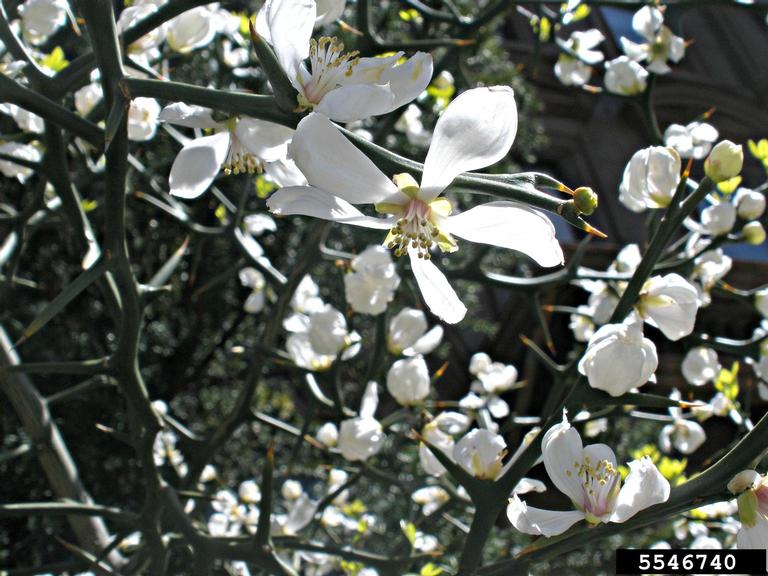 trifoliate orange (Citrus trifoliata (L.) Raf.)