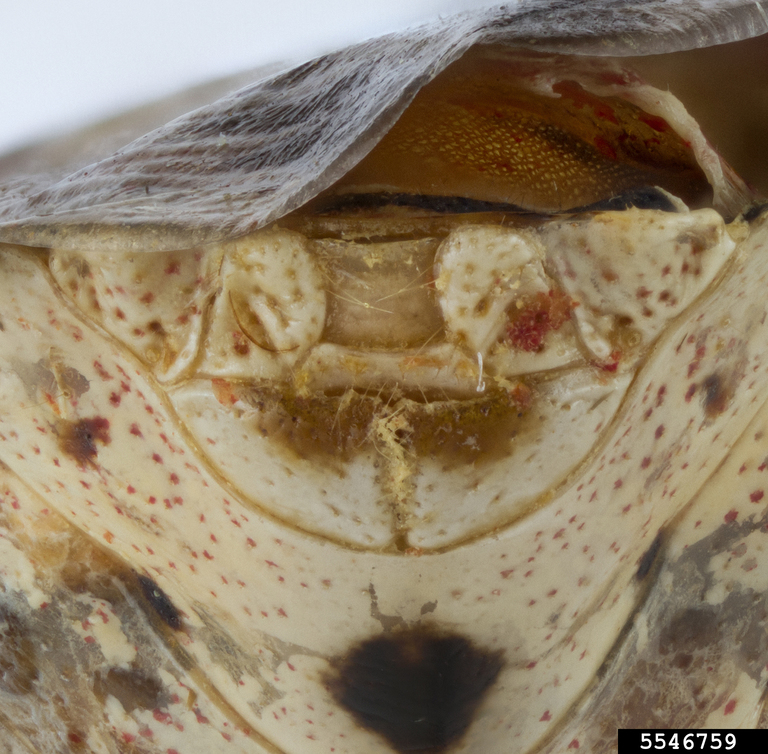 predatory stink bug (Podisus sagitta (Fabricius))