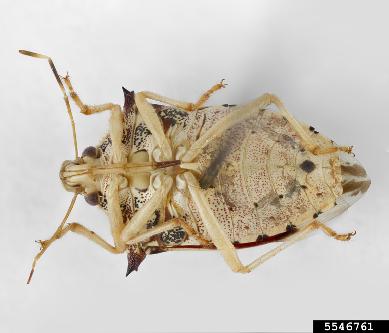 predatory stink bug (Podisus sagitta)
